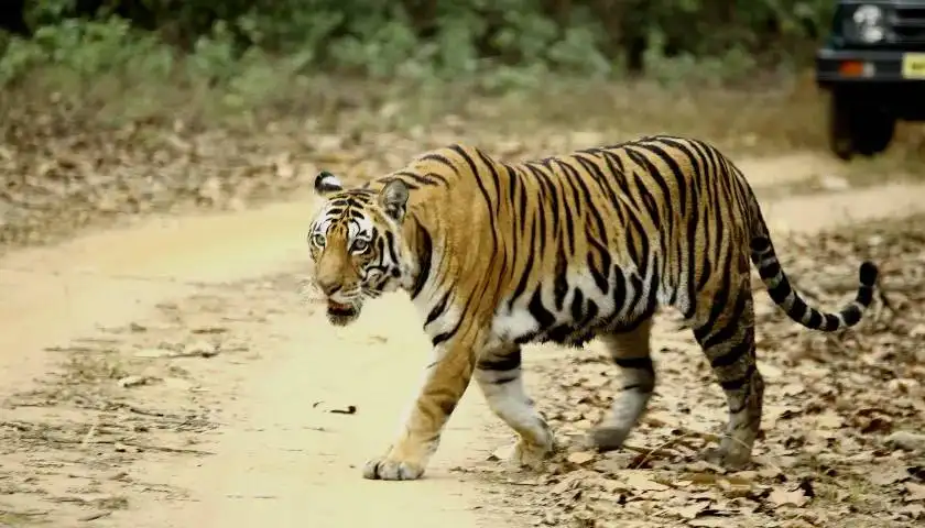 Top Wildlife Encounters: From Canada’s Bears to India’s Tigers ...